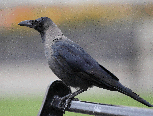 The Story of Penguin Books And Indian Crow – ekoshapu