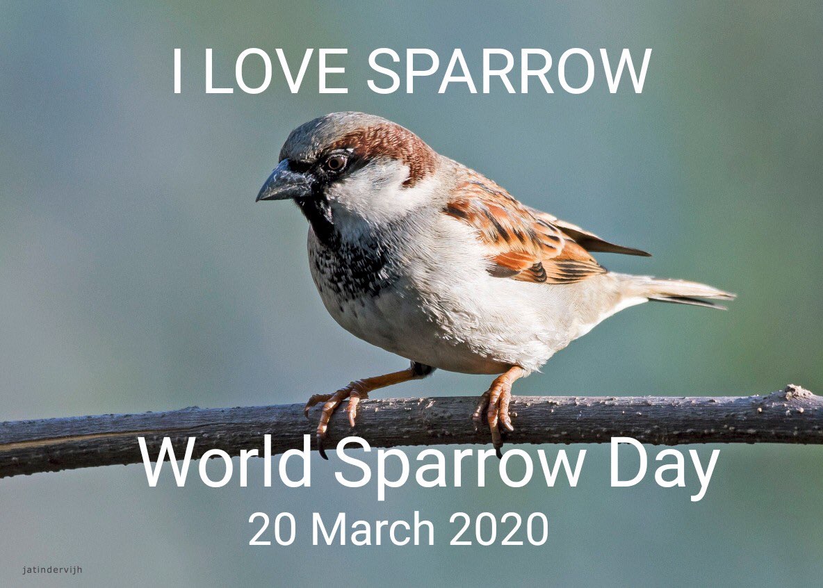 Happy World Sparrow Day – ekoshapu